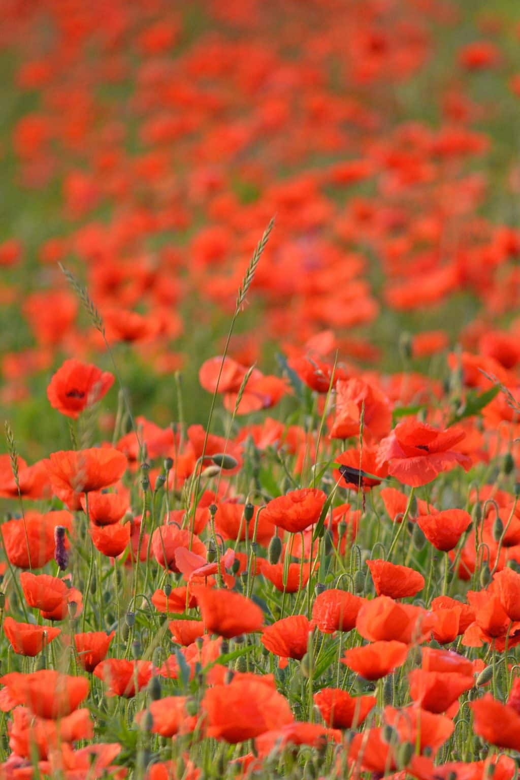 Visit Flanders Fields: what you should see in and around beautiful ...